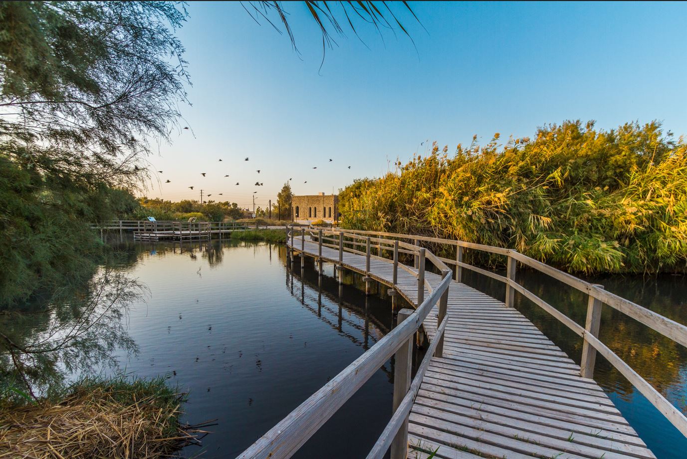 Azraq wetland reserve - Royal Jordanian